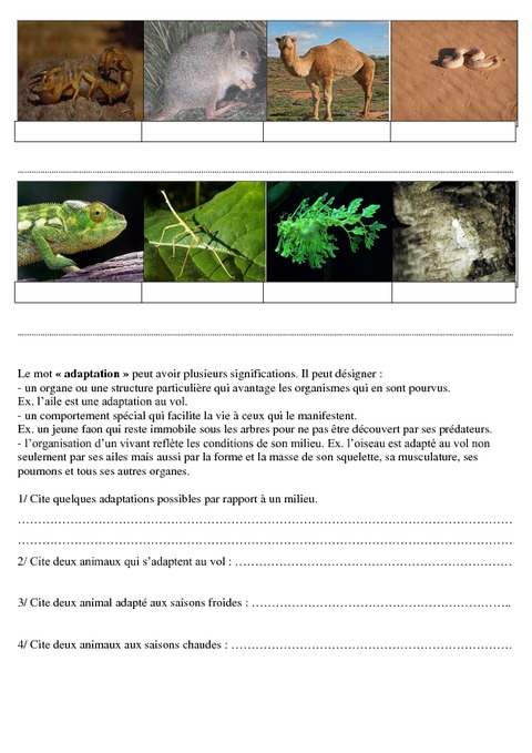 Adaptation des animaux à leur milieu – Exercices – Cm1 - Cm2 – Sciences ...