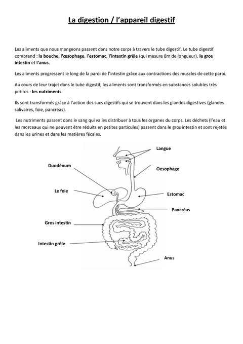 La digestion - l'appareil digestif - Leçon - Ce2 - Cm1 - Sciences ...