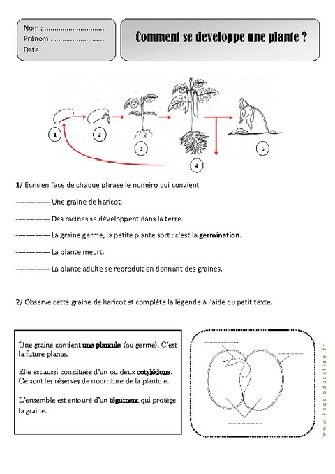 Comment se développe une plante – Ce1 – Les végétaux - Exercices ...