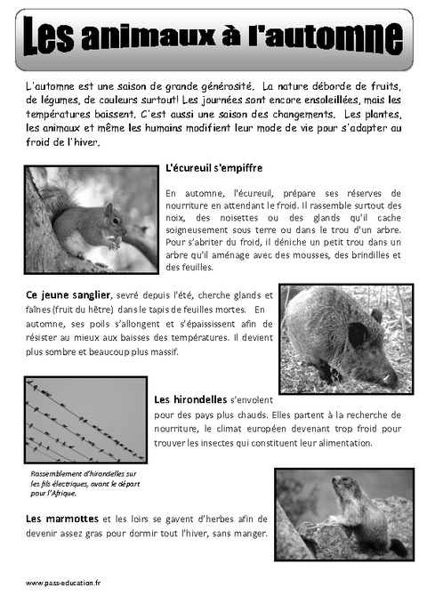 Les animaux à l'automne - Texte documentaire - Automne - Ce2 - Cm1 ...