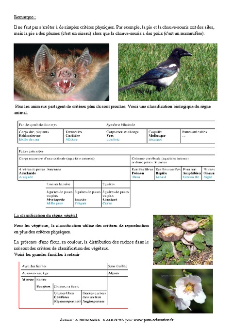 Diversité, parenté et unité des êtres vivants – 6ème – Cours – SVT ...