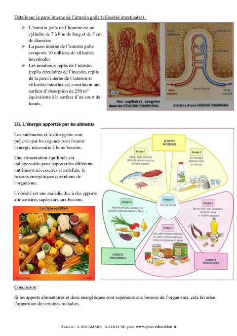 Digestion - Apport des nutriments dans le sang – 5ème – Cours – SVT ...