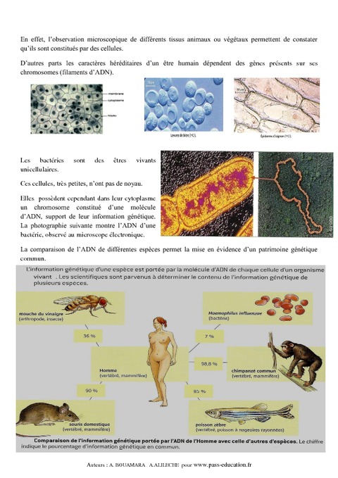 Evolution des êtres vivants – 3ème – Cours – SVT - Brevet des collèges ...