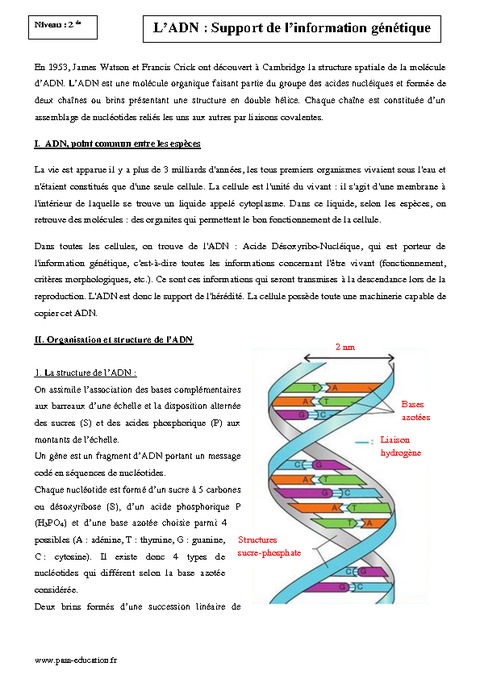 ADN - Support de l'information génétique - Seconde - Cours - Pass Education