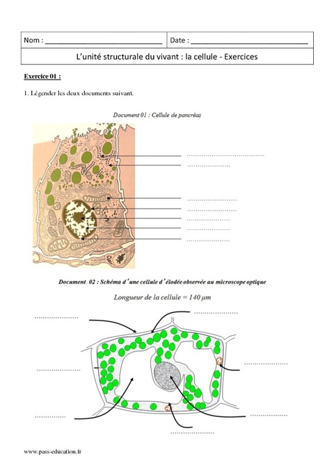 Céllule - Unité structurale du vivant - 2nde - Exercices corrigés ...