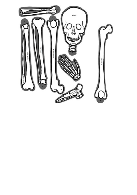 Réaliser un squelette – Exercices – Ce2 – Cm1 – Sciences – Cycle 3 ...