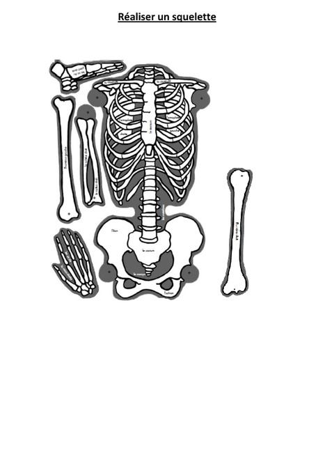 Réaliser un squelette – Exercices – Ce2 – Cm1 – Sciences – Cycle 3 ...