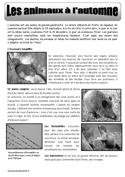 Les animaux à l'automne - Texte documentaire - Automne - Ce1 - Cycle 2 ...