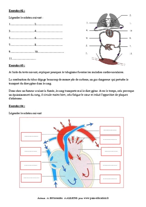 Rôle de la circulation sanguine dans le fonctionnement de l'organisme ...