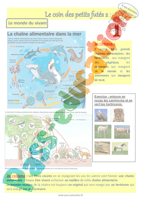 La Chaine Alimentaire Ce1 – Séquence Chaînes Alimentaires Ce1 – CACTPZ