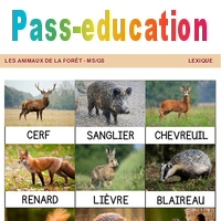 Animaux de la forêt – Lexique - MS - GS – Maternelle - Cycle 1 - PDF à imprimer