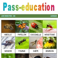 Les insectes – Vocabulaire - GS - Grande section – Maternelle - Cycle 1 ...