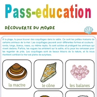 Coquillages – Découverte du monde - GS – Maternelle - Cycle 1 - PDF à ...