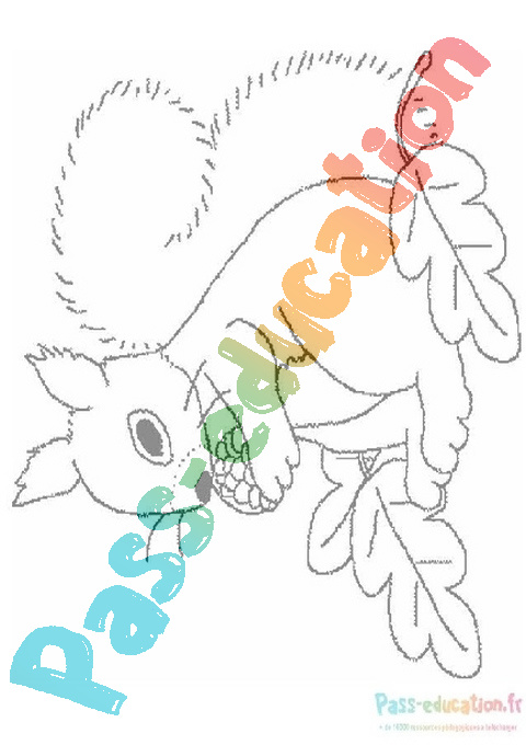 Coloriage gratuit : écureuil - PDF à imprimer
