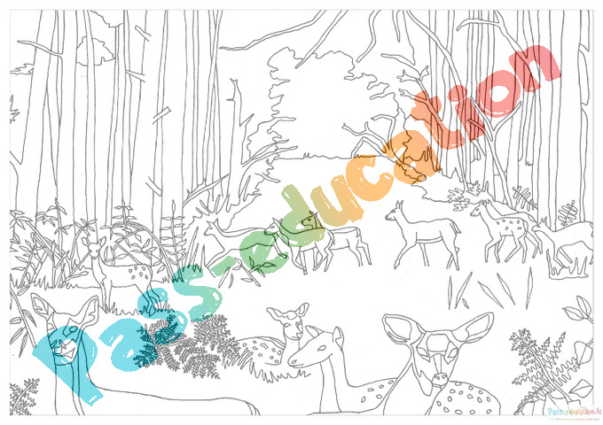 Coloriage gratuit de forêt - imprimez et téléchargez des dessins ...