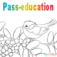 Coloriage gratuit : Oiseaux - PDF à imprimer