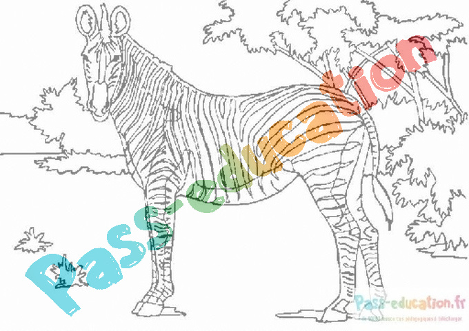 Coloriage gratuit : Zèbre - PDF à imprimer