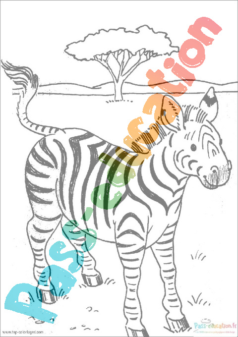 Coloriage gratuit : Zèbre - PDF à imprimer