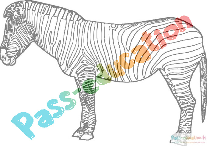 Coloriage gratuit : Zèbre - PDF à imprimer